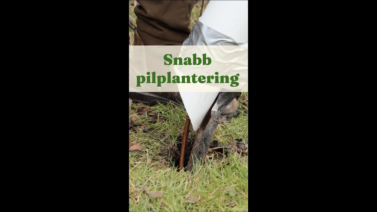 Hur planterar man pil? Snabb pilplantering - Trädgårdshacks med GardenR ...