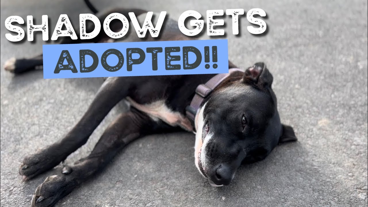 Shadow the Staffy gets Adopted - YouTube