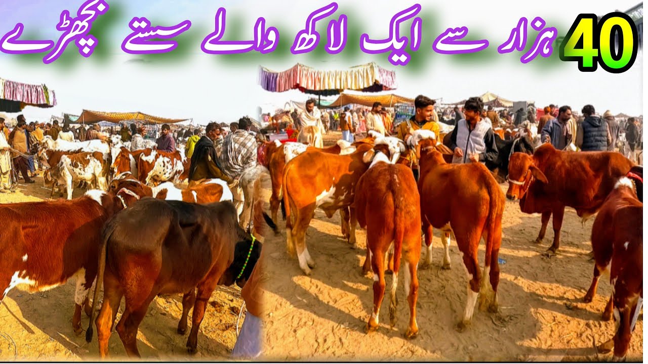 Luddan Cattle Mandi Latest Price Update / Sahiwal Cholistani Claves ...