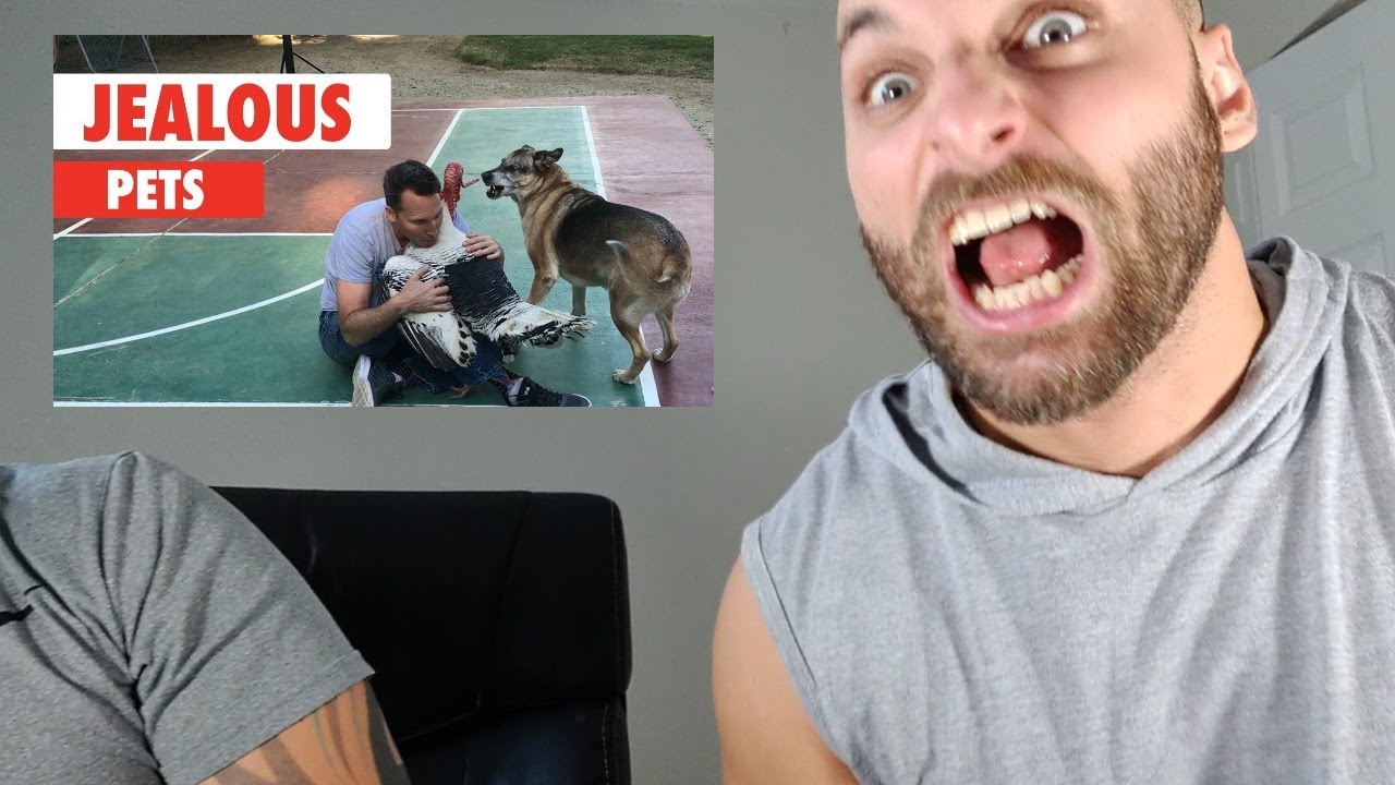 Jealous Pets Compilation Reaction - YouTube