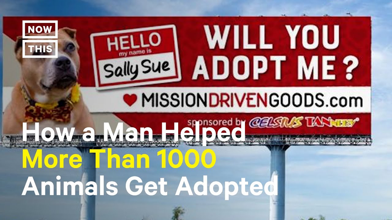 Pet Adoption Advertisement Events City Dogs & City Kitties Rescue
