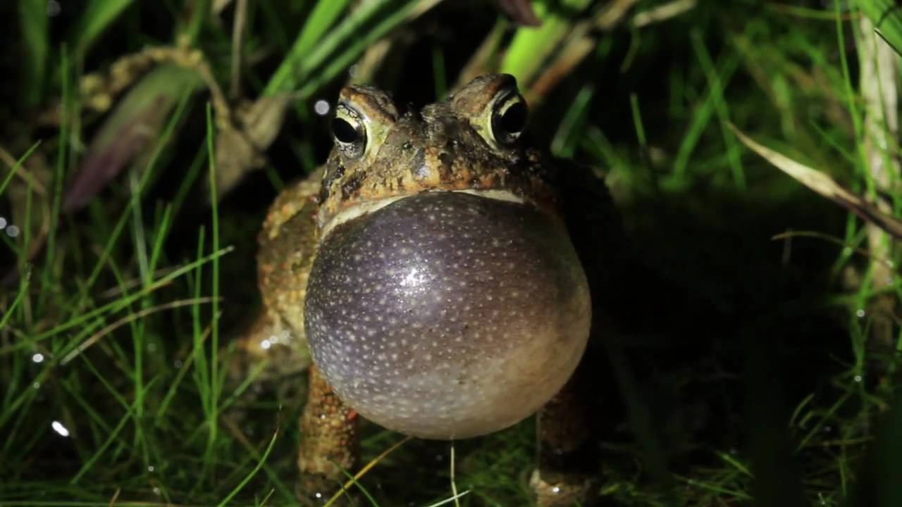 Fowler's Toad Portrait - YouTube