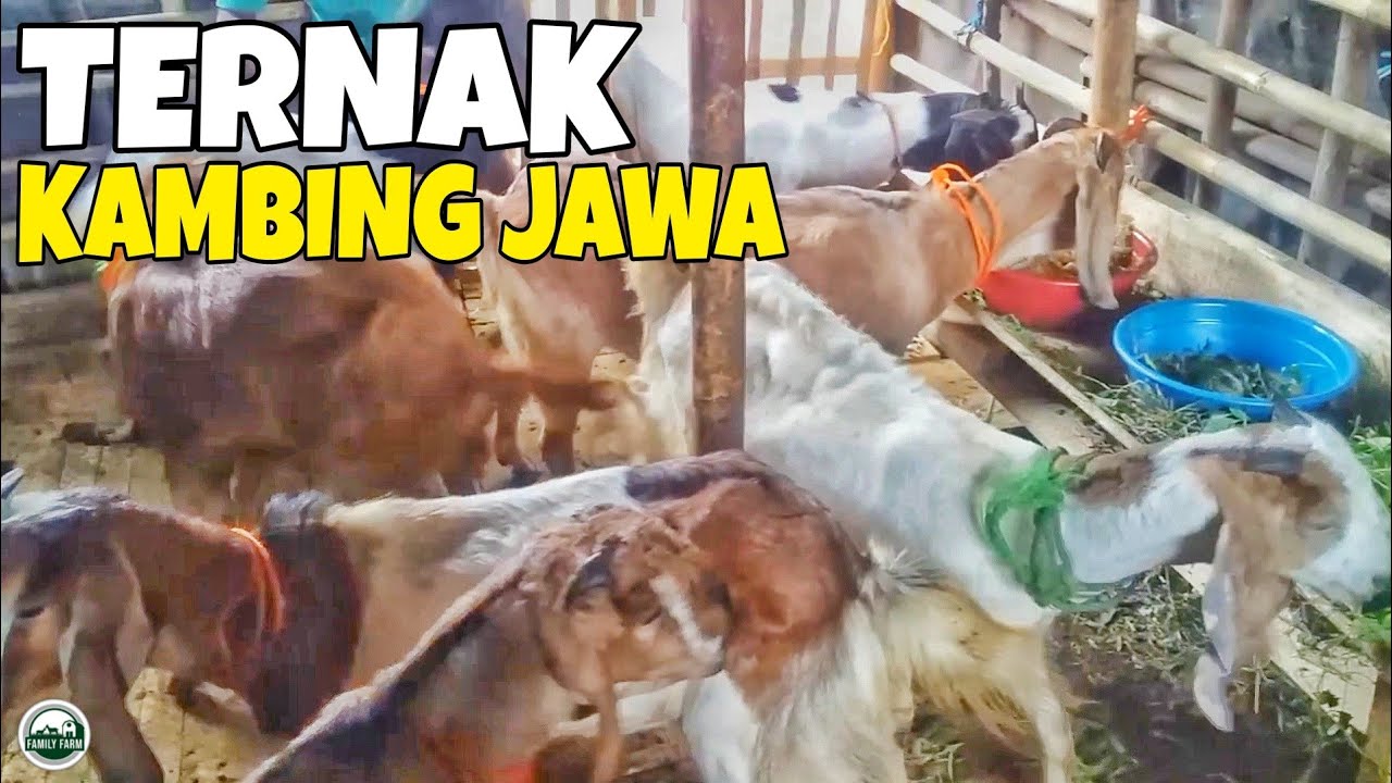 TERNAK KAMBING JAWA | FAMILY FARM EPS. 4 - YouTube