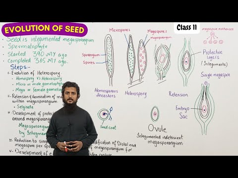 Evolution of seed - YouTube
