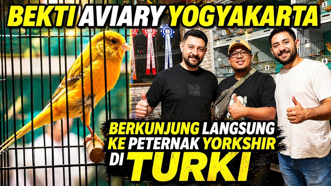 PETERNAK YORKSHIR TURKI‼️Perjalanan BEKTI AVIARY YOGYAKARTA berkunjung ...