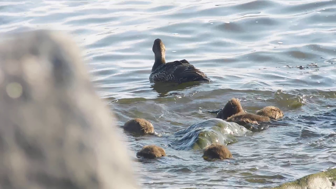 Eider ducks/Shout out for channel: d'EXPLORER - YouTube