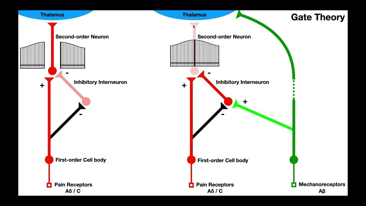 Pain Modulation | Gate Control & Endogenous Opioid Mechanisms [TENS/IFC] - YouTube