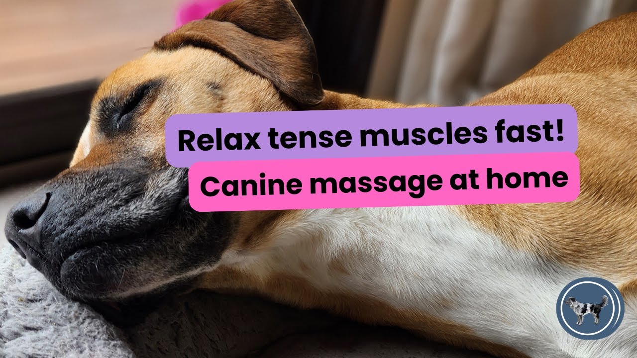 Canine Massage for Senior Dogs | Relieve Muscle Tension & Arthritis ...