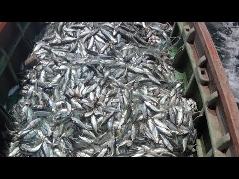 net fishing videos bangda fish # Viral # - YouTube