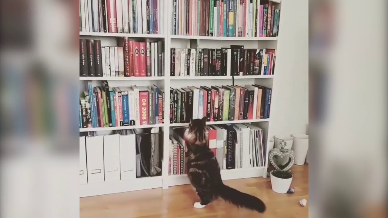 Funny Cats: Try Not to LAUGH - BEST Cat Fail Compilation - YouTube