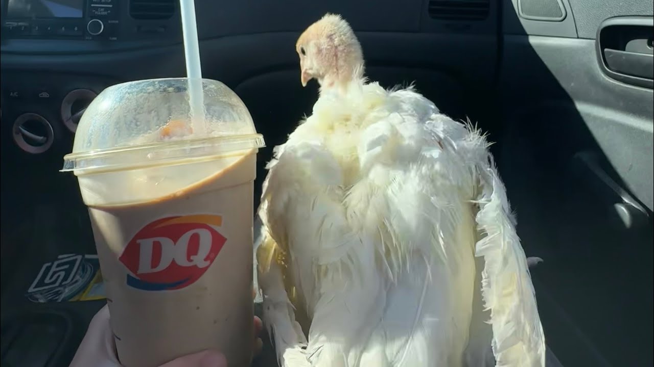Spoiled Rotten Baby Turkey - YouTube