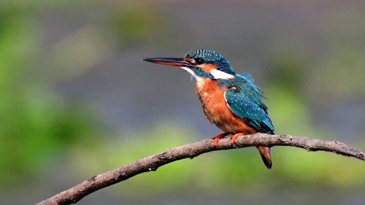 Chupi Chor- Purbasthali, Burdwan. Birders' Paradise - YouTube
