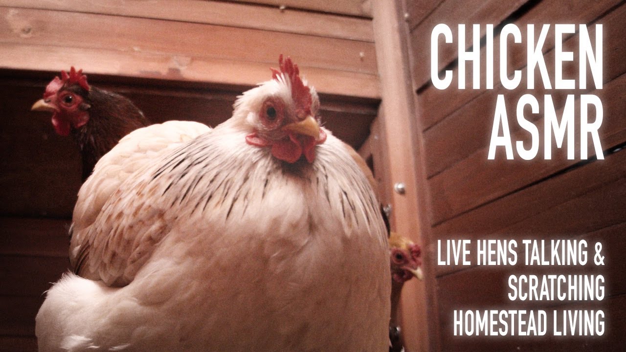 ASMR LIVE CHICKENS | HENS | HOMESTEAD SOUNDS | RELAXING CALM - YouTube