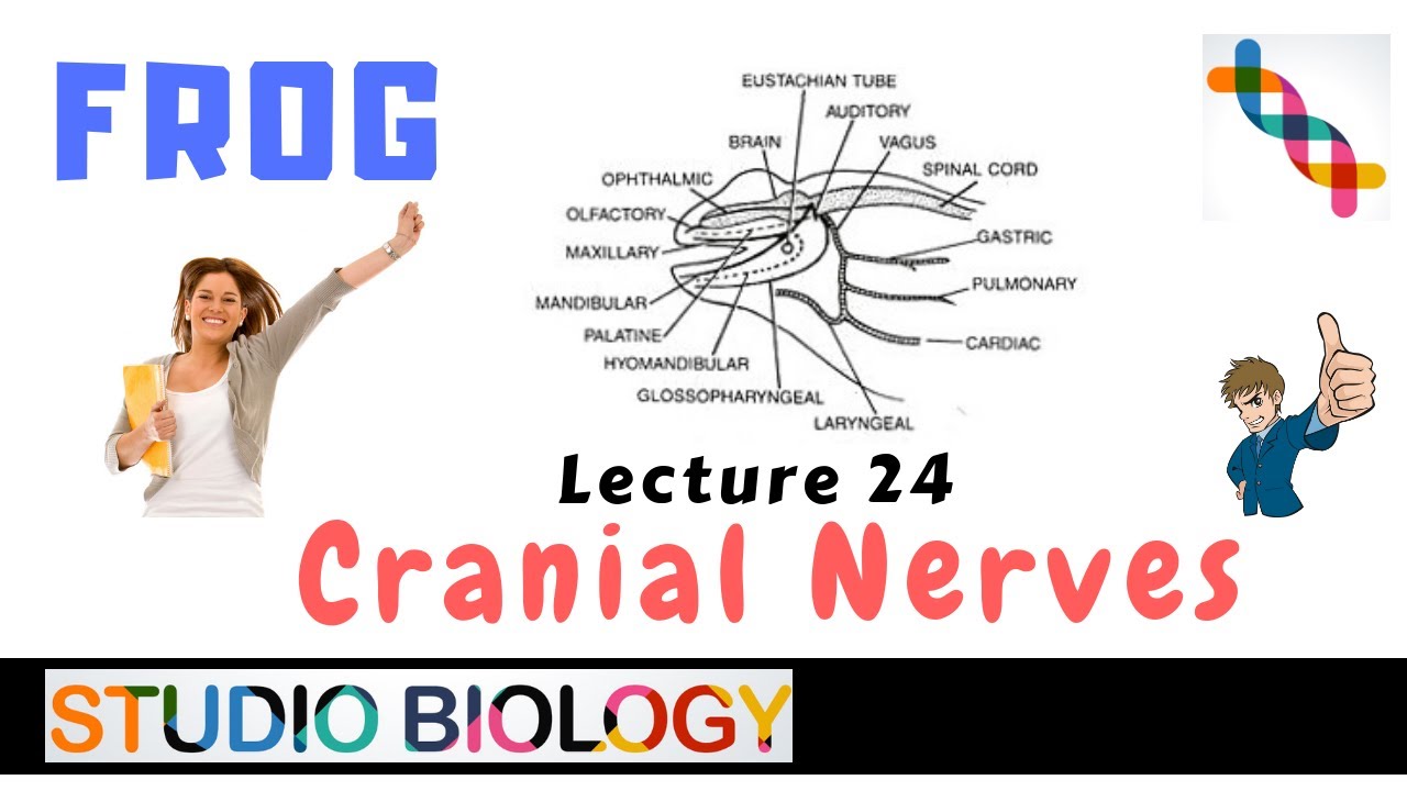 Class 11-Zoology Lectures- Discuss The Function Of Frog Cranial nerves ...