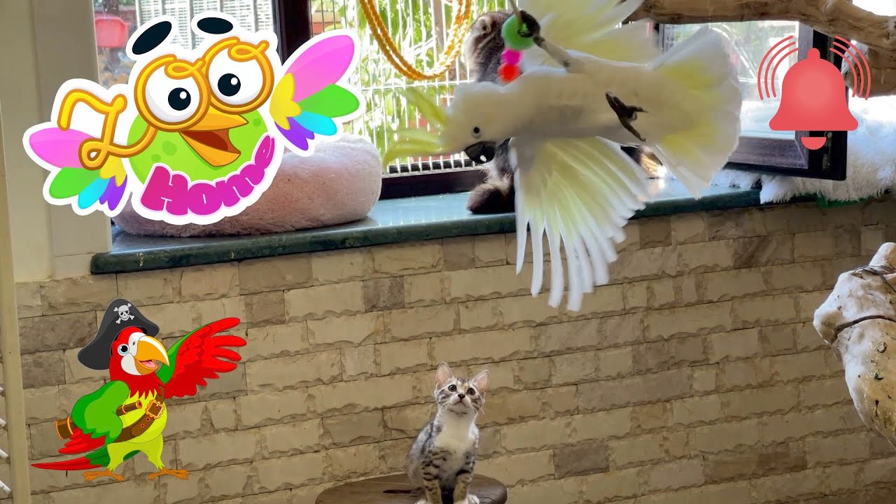 Charlie the parrot wants to play with all the animals, the parrot is in ...