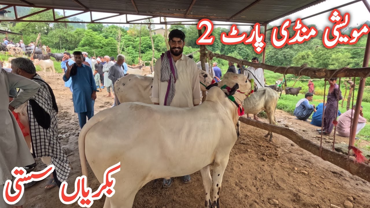 Price of goats 🐐 from the largest animal market of AJK #goats - YouTube