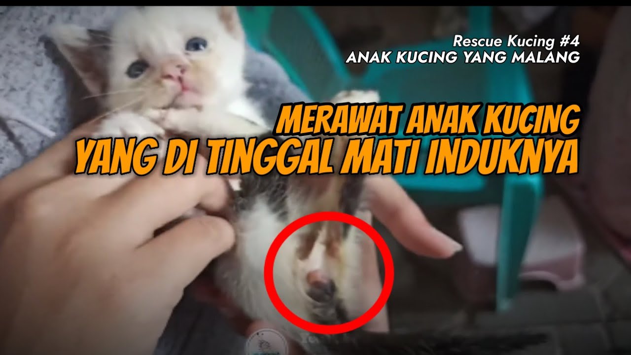 Rescue dan Rawat Anak Kucing yang Malang | Rescue Kucing #1 - YouTube