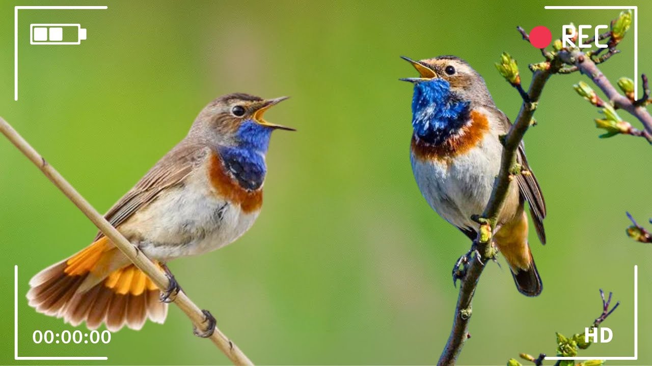 24 Hours Nature Sounds - Relaxing Spring Birdsong Ambience, Forest ...