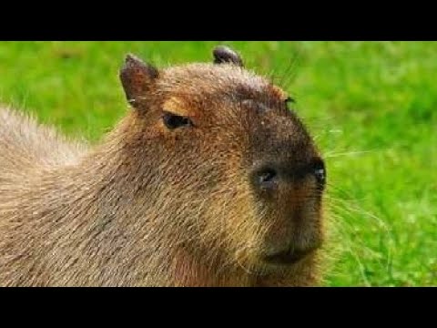 CAPYBARA EVOLUTION - YouTube