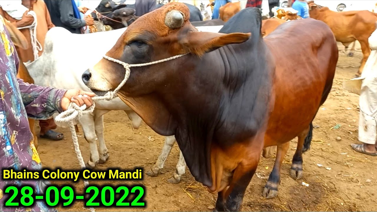 Bhains Colony Mandi Karachi Cattle Updates 28-09-2022 | Cow Mandi 2023 ...