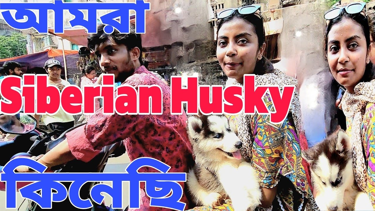We have Purchased Siberian Husky in first time |Galiff Street Pet ...