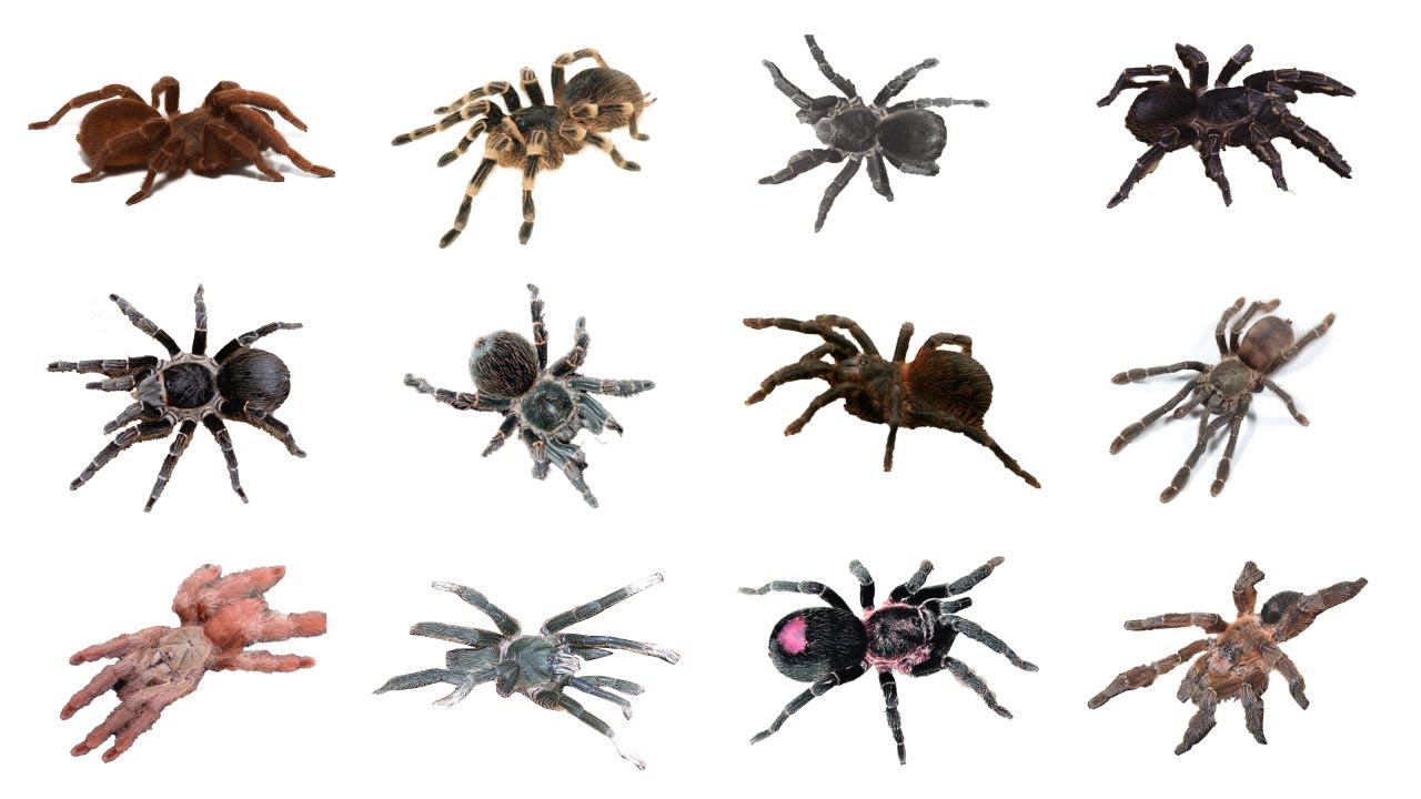 Species of Tarantula Part 1 | Family: Theraphosidae - YouTube