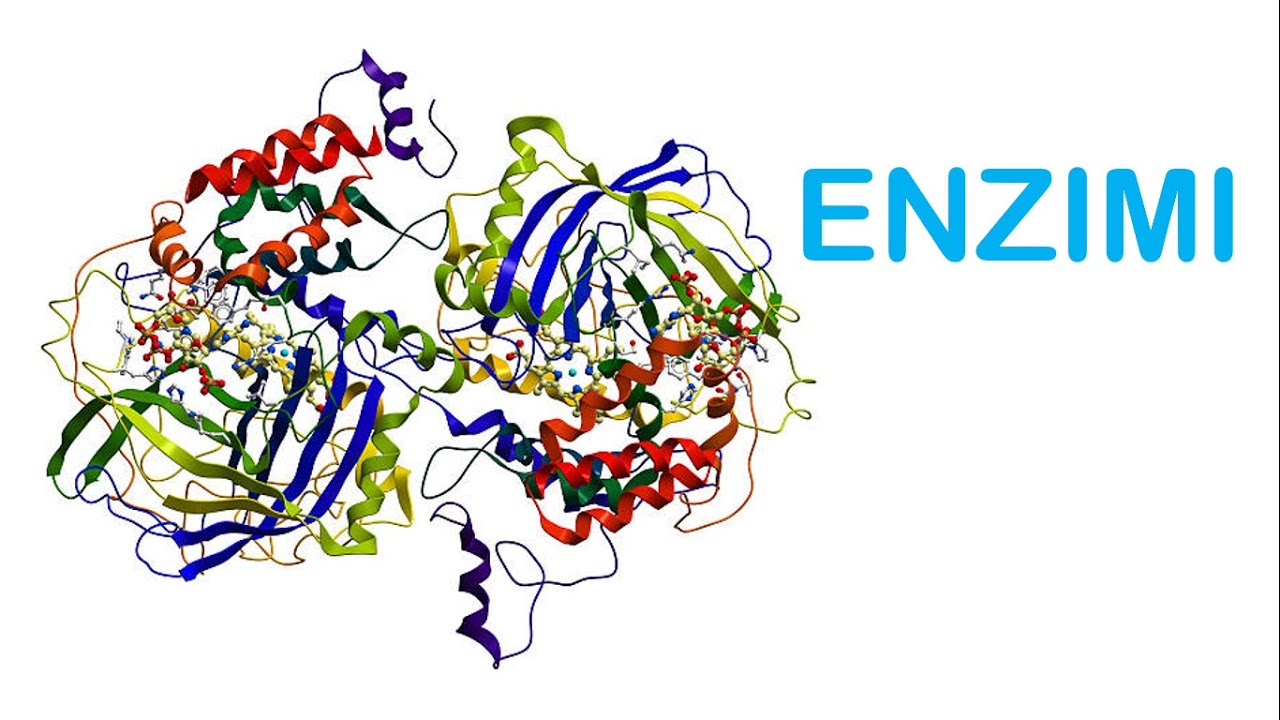 ENZIMI: sito attivo, substrato, inibizione competitiva e allosterica ...