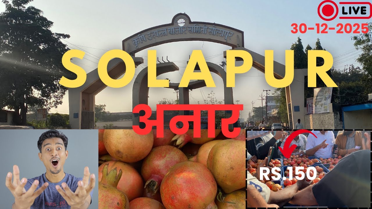 Pomegranate Wholesale Market in India | Anar wholesale market #Solapur Live Auction Rate 30/12 ...