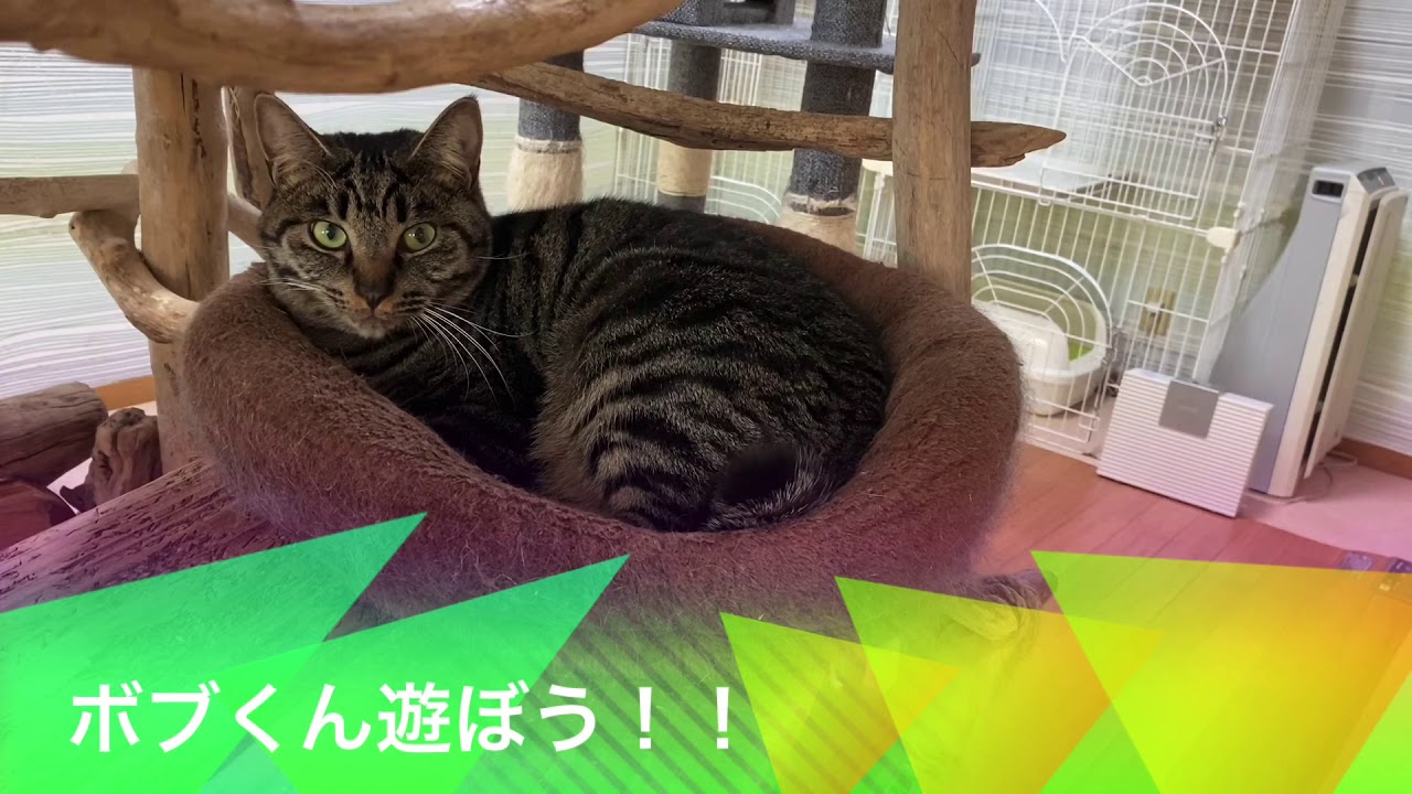 乗り気ではないボブくんがまたかわいい - YouTube