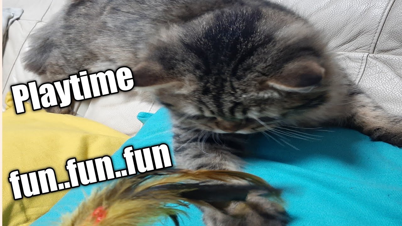 Play Time | Fergus the Cat #awcats #cutecats #happycats - YouTube