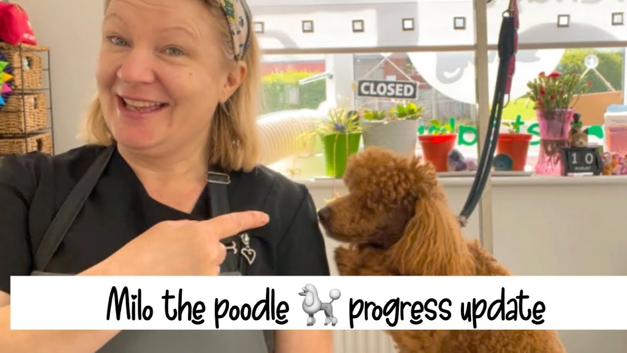 Milo poodle update - YouTube