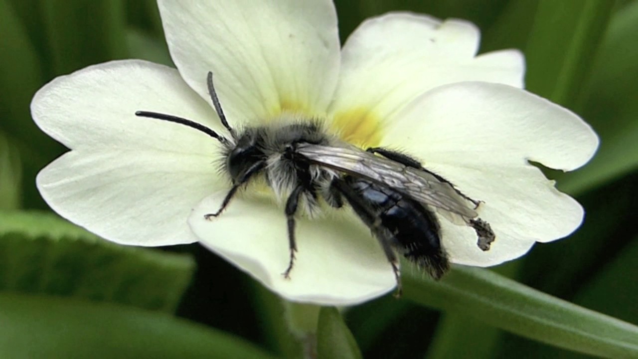 An Ashy Mining Bee Two - YouTube