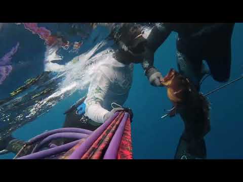 🔱 Καλοκαιρινό ψαροντούφεκο για μαύρα & άλλα 🔱 Spearfishing dusky groupers & more 🔱