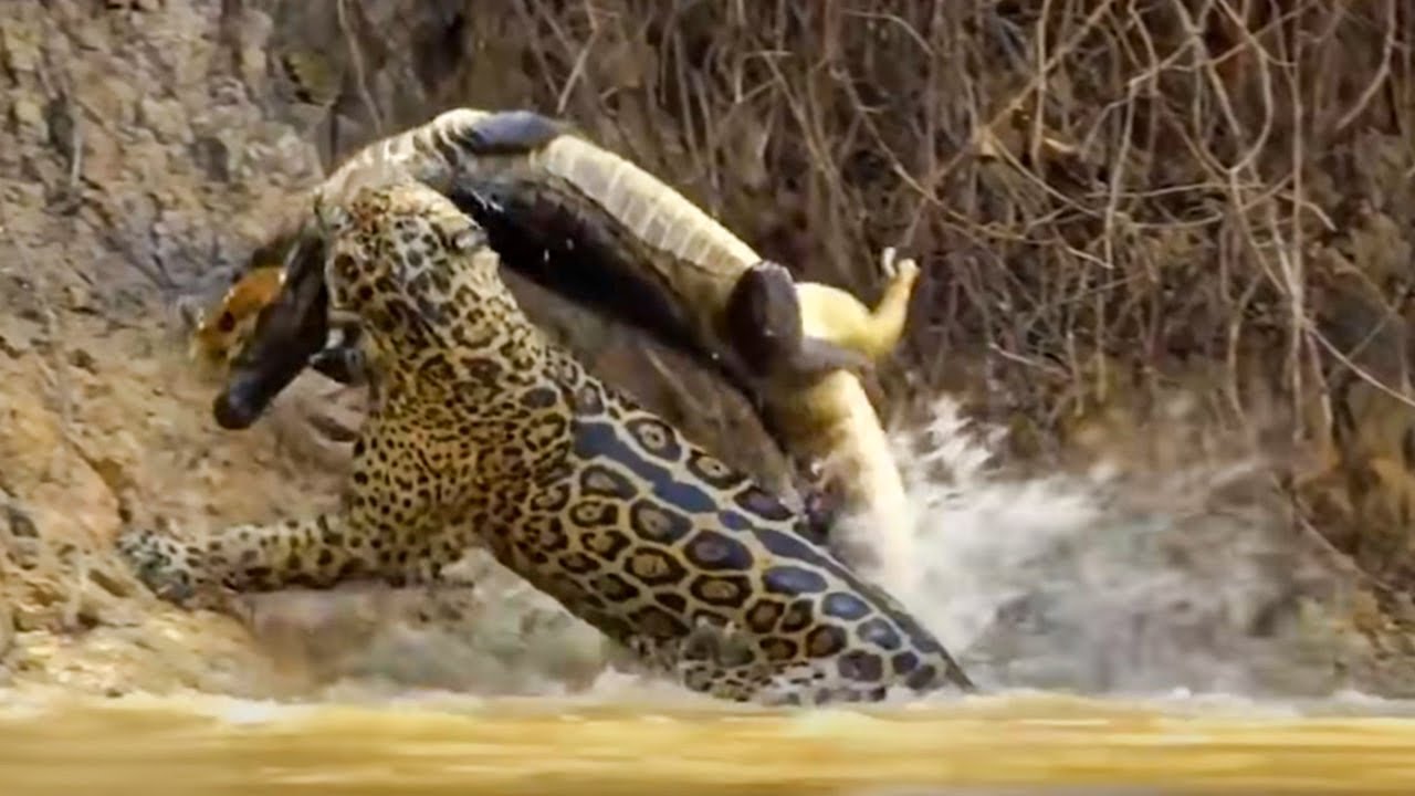 When Animals Mess With The WRONG Opponent! - YouTube