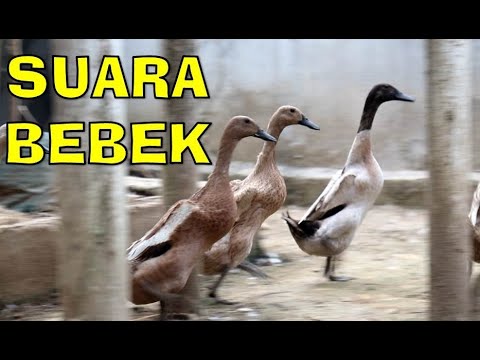 SUARA BEBEK WEK WEK - YouTube