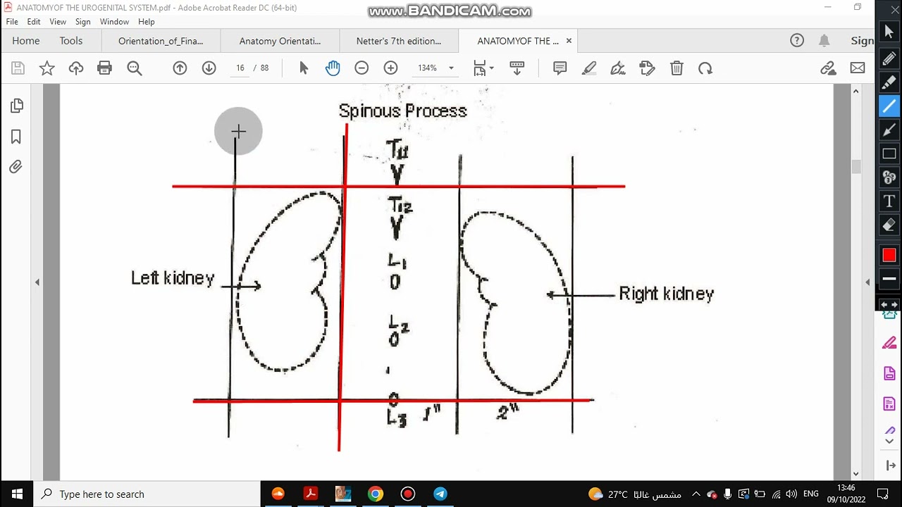 11. surface anatomy of the kidney - YouTube