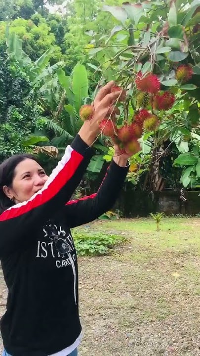 part 2 namitas ako ng rambutan - YouTube