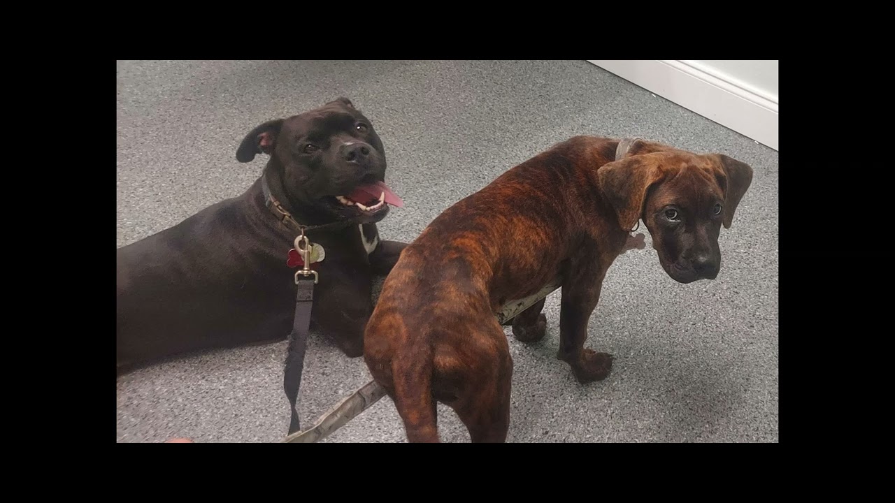 RON SAVAGE: SAVAGE STREAM: THE ROOF MODE RING LIVE! - YouTube