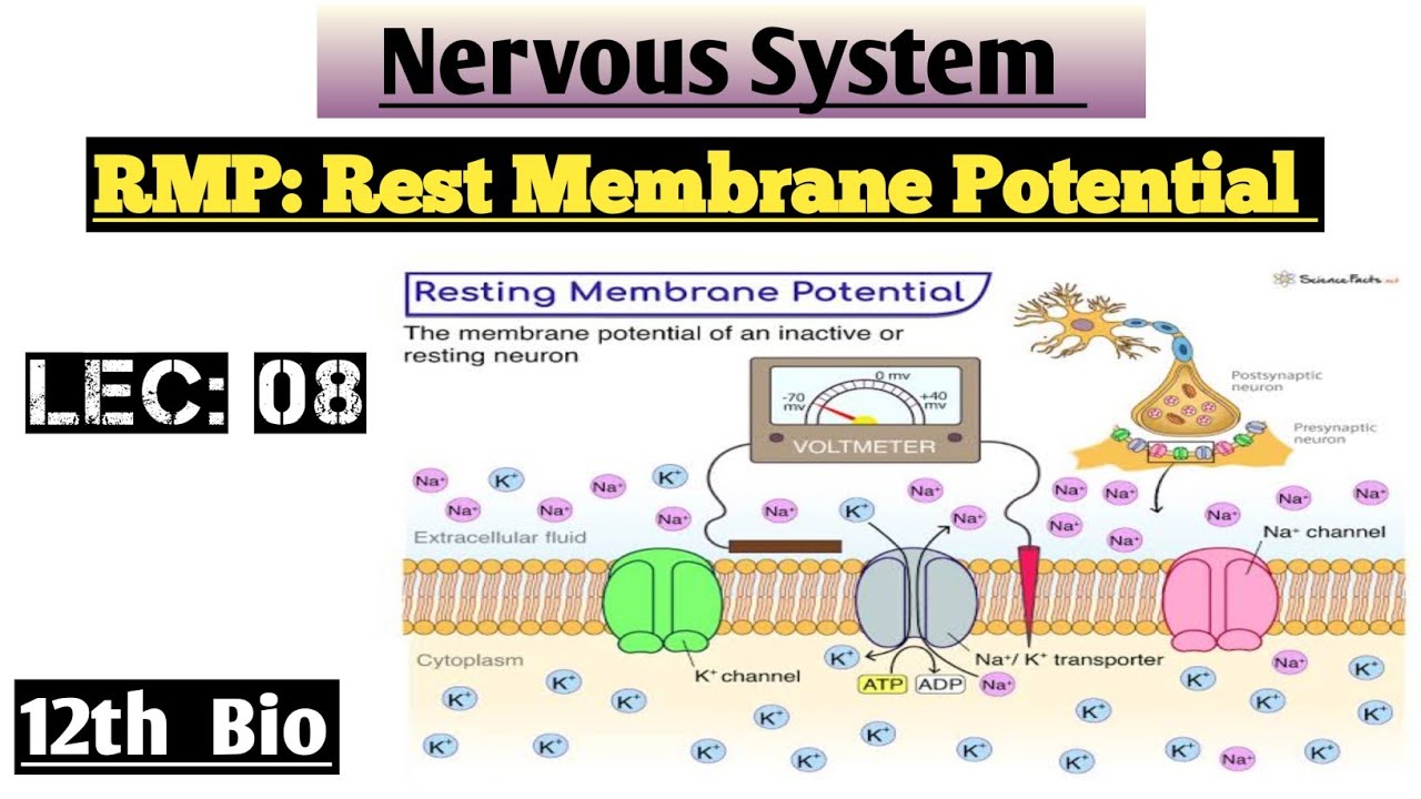 Rest Membrane Potential| RMP| Polarized Membrane|Non-conducting Neuron ...