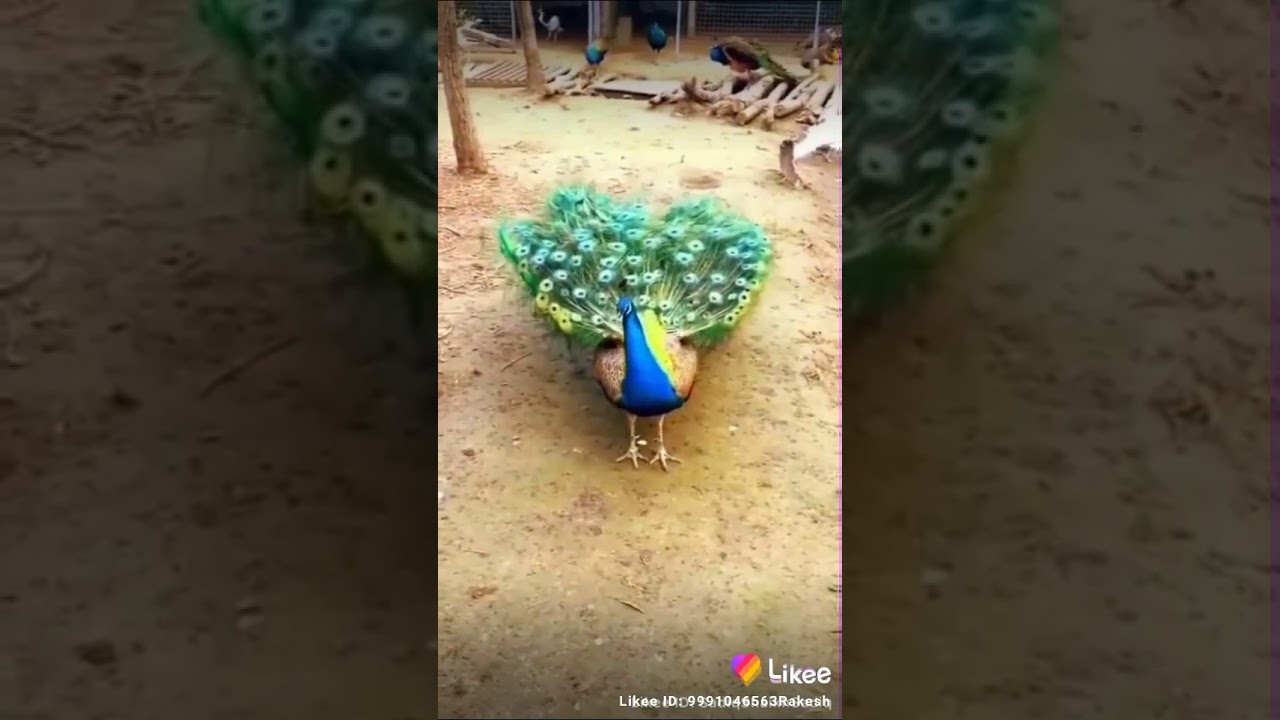Morni Ka Color Par YouTube morni-ka-color-par-youtube