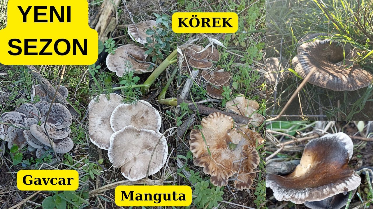 YEPYENİ.. HARİKA GÖRSELLER İLE Körek mantarı, Manguta mantarı, Gavcar ...