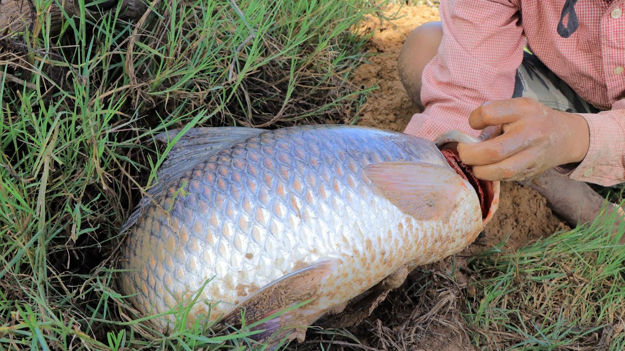 Wow!!! Amazing finding big fish in underground hole dry season - YouTube