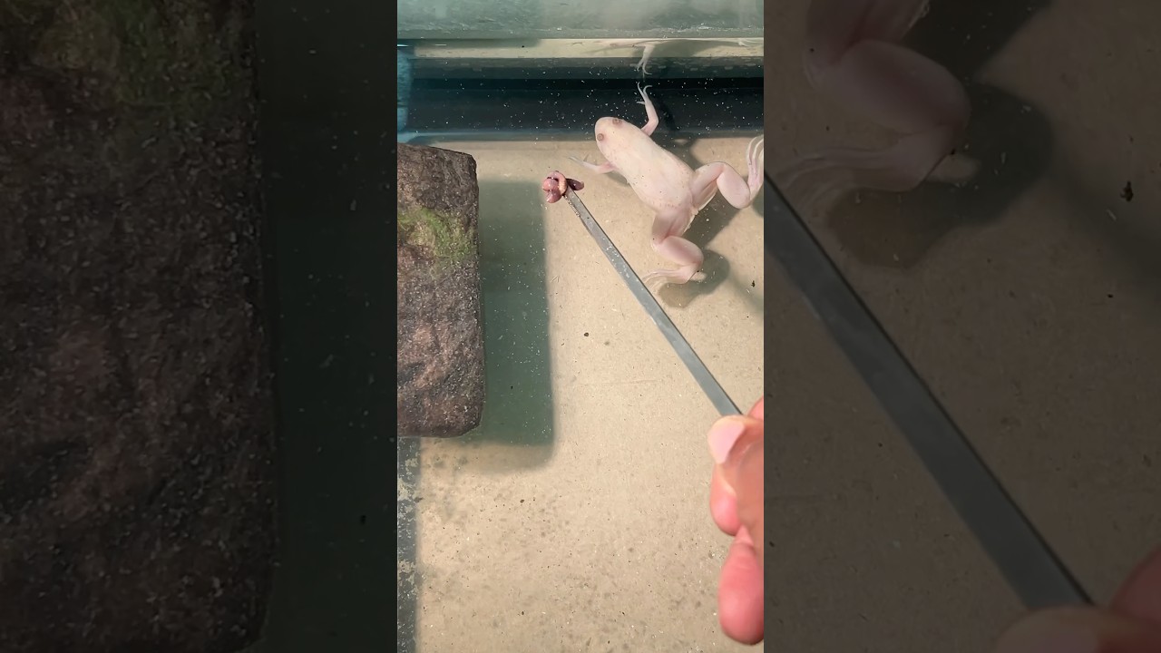Frog 🐸 VS Worm 🪱😳 - YouTube