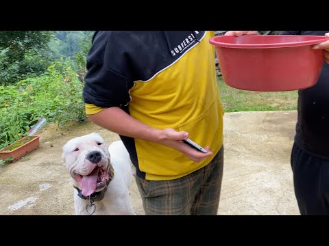 DOGO ARGENTİNO ESCOBARA RİZEDE ZİYAFET