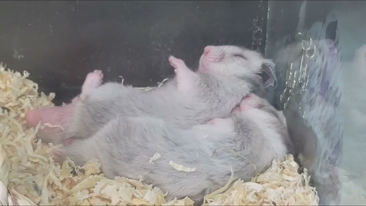 cute ang daga sa lottemart - YouTube