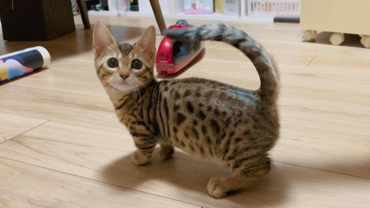 Meet the Genetta Kitten: The Adorable Hybrd Cat Breed【Munchkin/Bengal ...