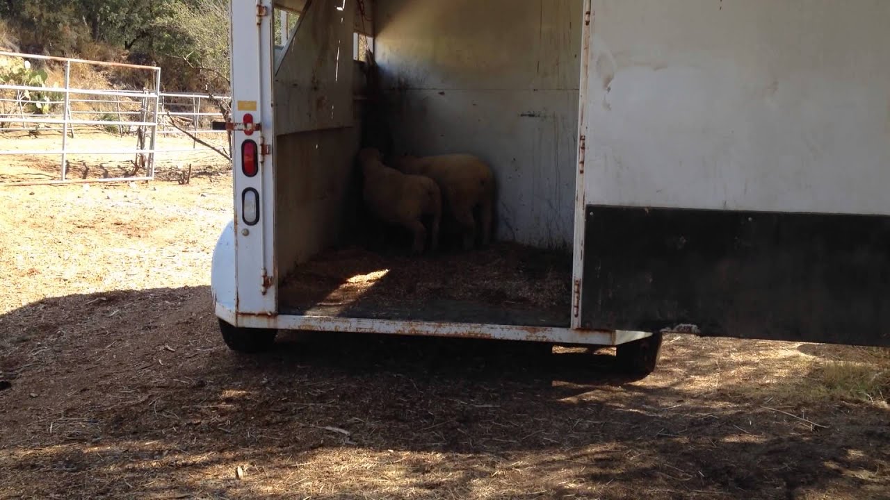 Sheep loading - YouTube