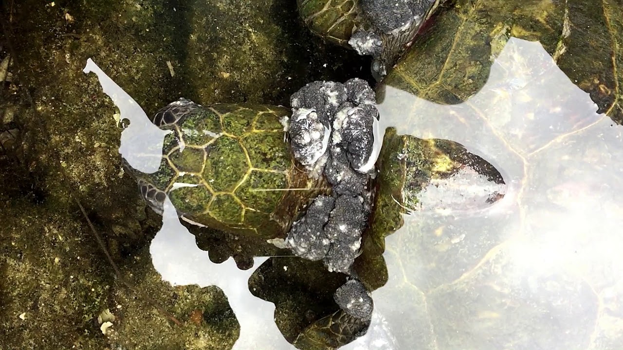 A very sad video of a very sick green sea turtle at the Big Island of ...