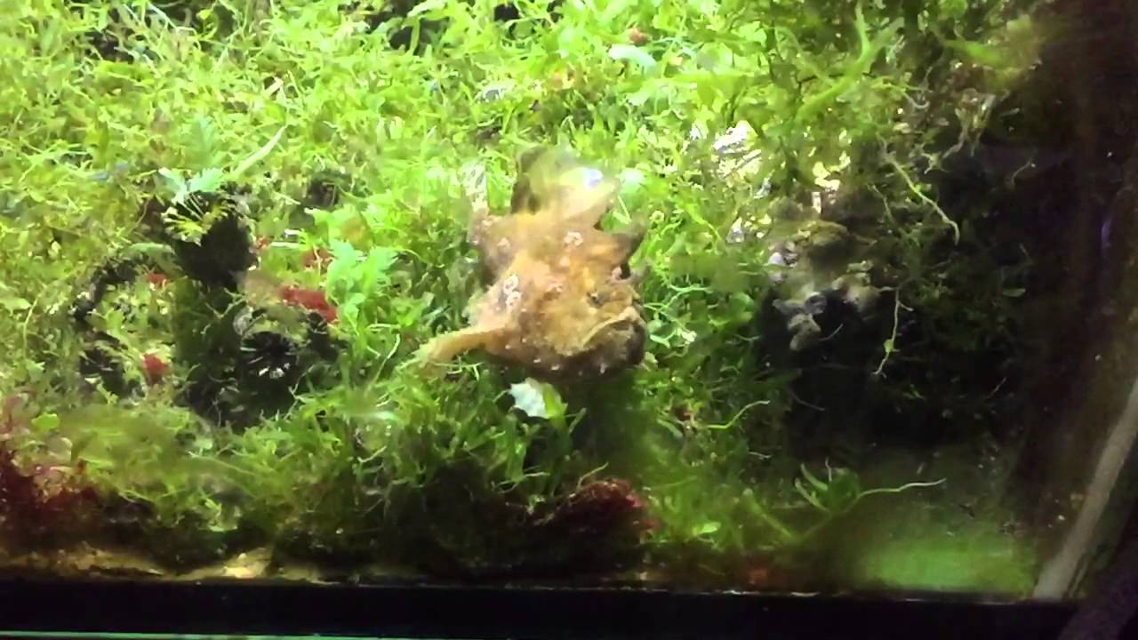 My frogfish eating - YouTube
