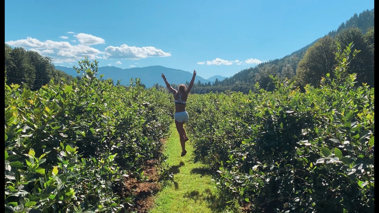 Blueberry Picking 2020 - YouTube